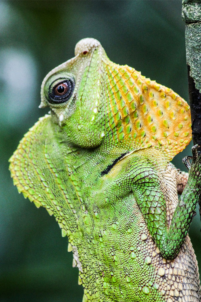 The Most Amazing Waterfalls in Sri Lanka you must watch