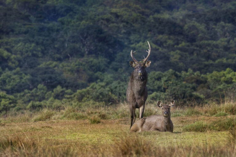 Horton Plains - A Fascination of Nature |Travel Destination Sri Lanka