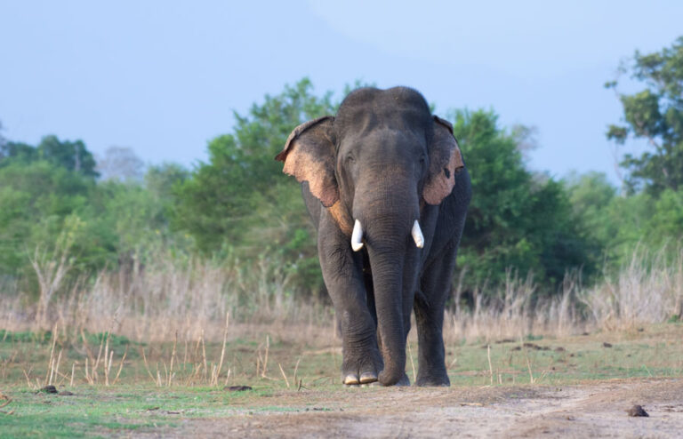 Udawalawe National Park - The Wonderful Paradise of Sri Lankan Wildlife
