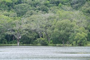 Angammedilla National Park | Nature