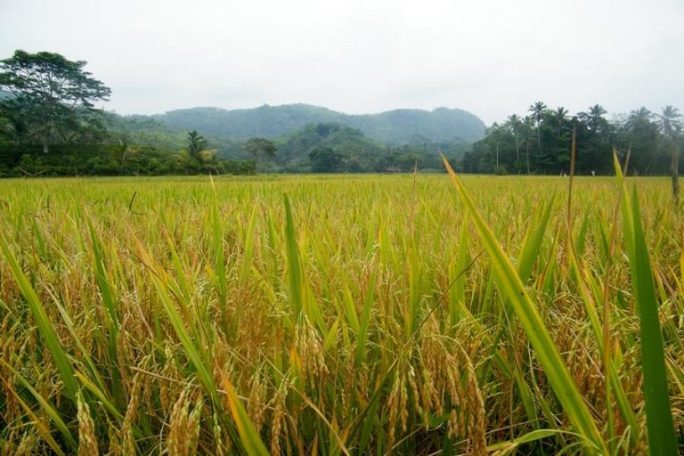 Paddy Cultivation in Sri Lanka - Travel Destination Sri Lanka